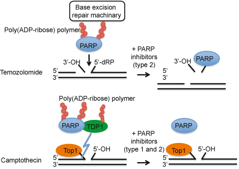 Classification of PARP Inhibitors Based on PARP Trapping and Catalytic ...