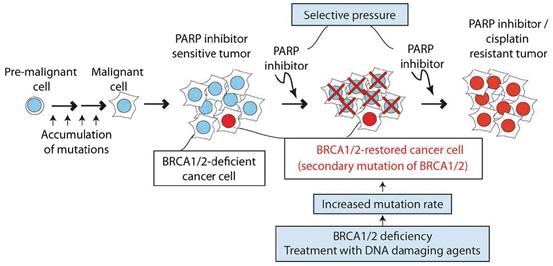 Resistance to PARP Inhibitors Mediated by Secondary BRCA1/2 Mutations ...