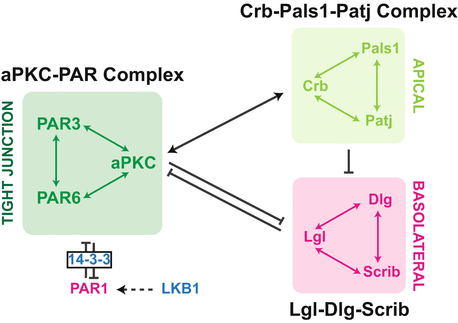 The PAR3-aPKC-PAR6 Complex | SpringerLink