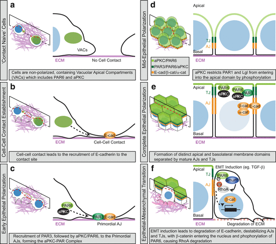 The PAR3-aPKC-PAR6 Complex | SpringerLink