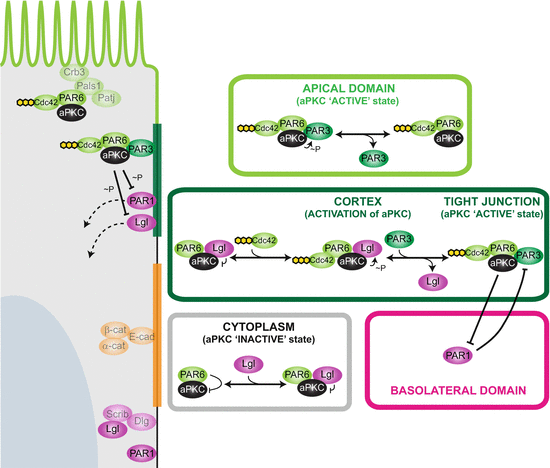 The PAR3-aPKC-PAR6 Complex | SpringerLink