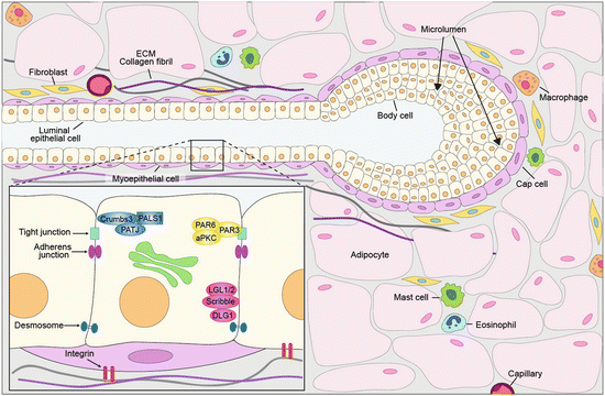 Cell Polarity in Mammary Gland Morphogenesis and Breast Cancer ...