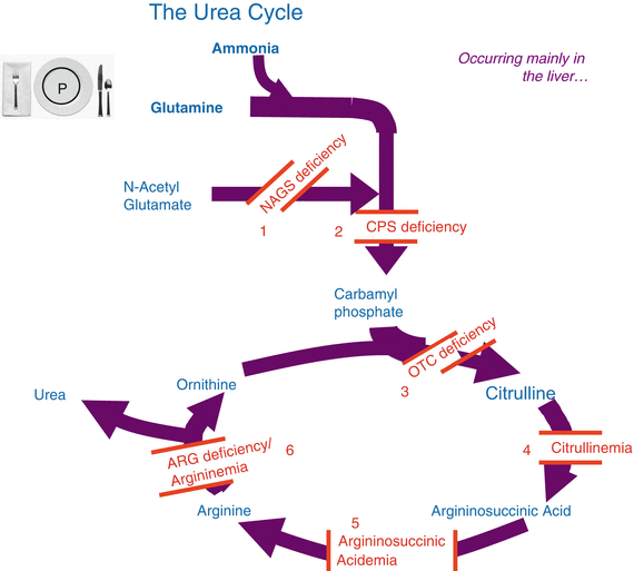 Nutrition Management of Urea Cycle Disorders | SpringerLink