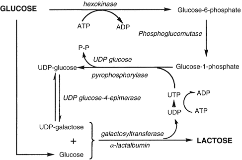 Lactose | SpringerLink