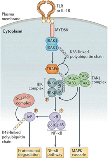 Regulation of NF-κB Signaling by Regulatory Ubiquitination: Specific ...