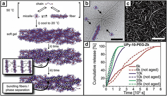 Supramolecular Polymer Networks: Preparation, Properties, and Potential ...