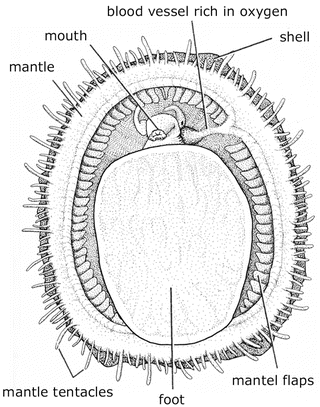 Patellogastropoda: Limpets | SpringerLink