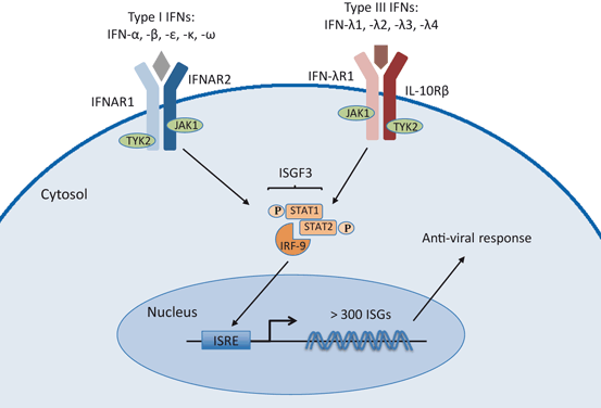 Type III interferons (IFNs): Emerging Master Regulators of Immunity ...