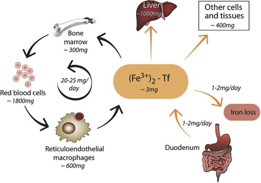 Iron Carbohydrate Complexes: Characteristics and Regulatory Challenges ...