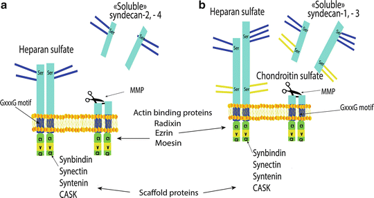 Role of Syndecans in Lipid Metabolism and Human Diseases | SpringerLink