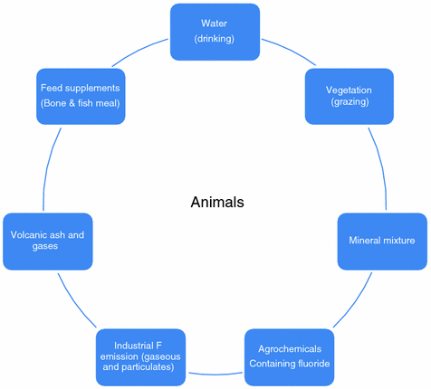 Sources of Fluoride Toxicity | SpringerLink