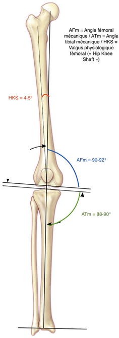 Anatomy, Physiology, and Biomechanics of the Native Knee | SpringerLink