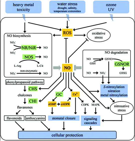 Functional Role of Nitric Oxide Under Abiotic Stress Conditions | SpringerLink