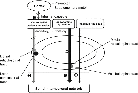 Management of Spasticity | SpringerLink