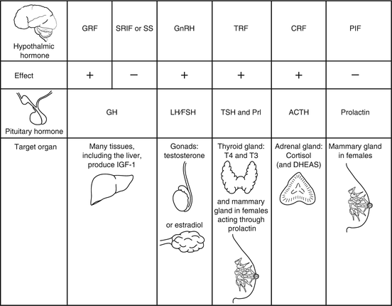 Disorders of the Hypothalamic–Pituitary Axis | SpringerLink