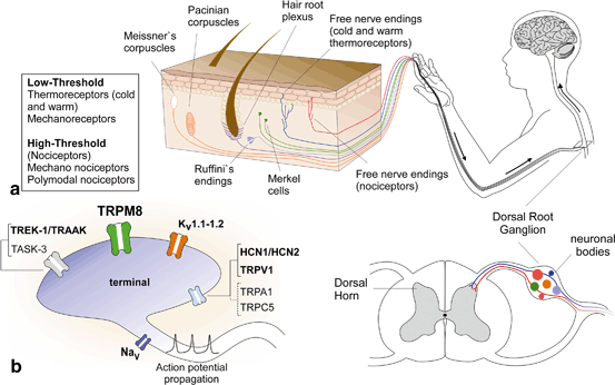 TRP Channels in Cold Transduction | SpringerLink