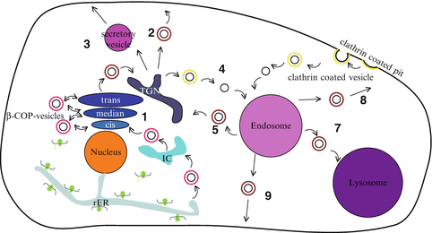 Vesicular Transport in Eukaryotic Cells | SpringerLink