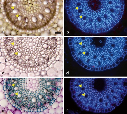 Improved Methods for Clearing and Staining of Plant Samples | SpringerLink