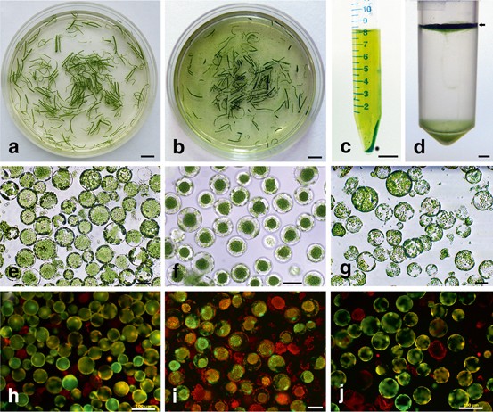 Protoplast Isolation and Staining | SpringerLink