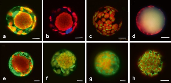 Protoplast Isolation and Staining | SpringerLink
