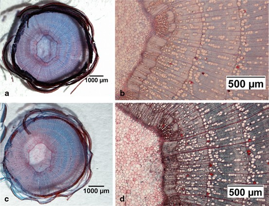 Microscopic Examination of Wood: Sample Preparation and Techniques for ...