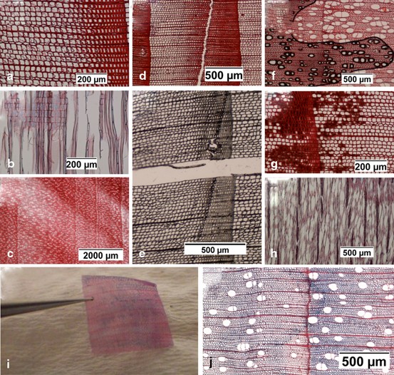 Microscopic Examination of Wood: Sample Preparation and Techniques for ...