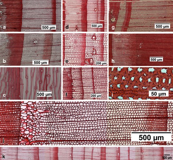 Microscopic Examination of Wood: Sample Preparation and Techniques for ...