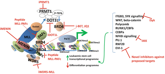 Cellular and Molecular Basis of KMT2A/MLL Leukaemias: From ...