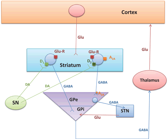 Adenosine A2A Receptors: Localization and Function | SpringerLink