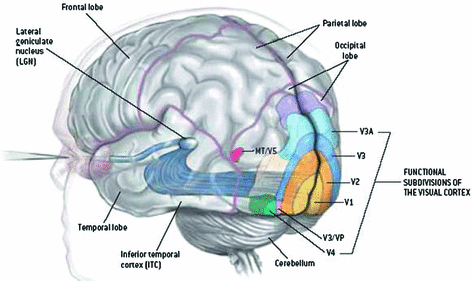 The Neuroscience of Action and Perception | SpringerLink