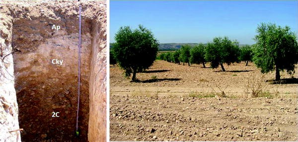 Soils of the Mediterranean Areas | SpringerLink