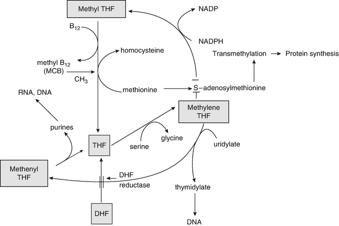 Folic and Folinic Acid | SpringerLink
