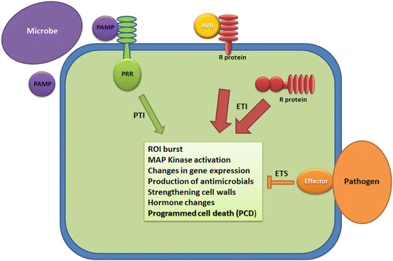 The Hypersensitive Response in PAMP- and Effector-Triggered Immune ...