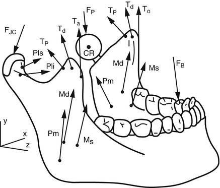 TMJ Biomechanics | SpringerLink