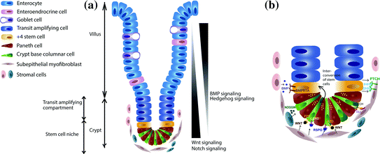 The Intestinal Stem Cell Niche | SpringerLink