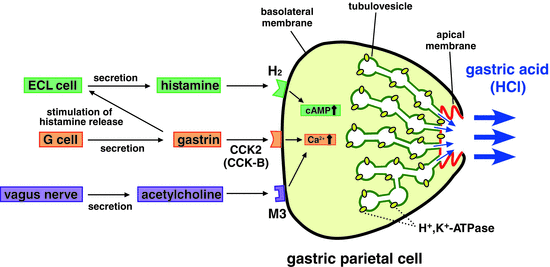 Proton-Potassium (H+/K+) ATPases: Properties and Roles in Health and ...