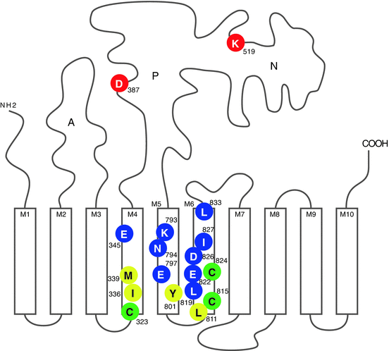 Proton-Potassium (H+/K+) ATPases: Properties and Roles in Health and ...