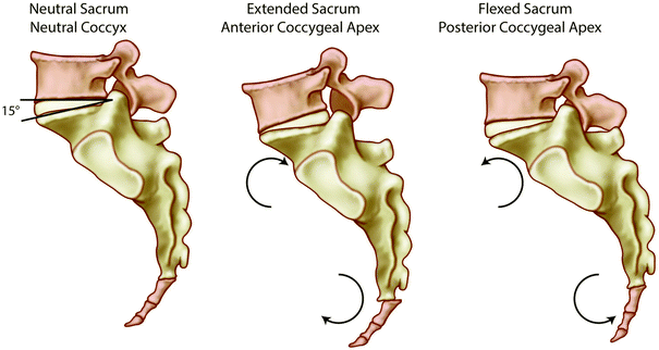 Musculoskeletal Conditions Related to Pelvic Floor Muscle Overactivity ...