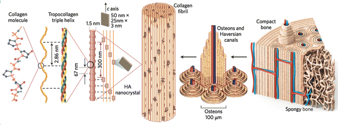 Engineering Pre-vascularized Scaffolds for Bone Regeneration | SpringerLink