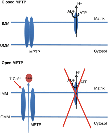 Magnesium and Cell Membrane Stability in the Critically Ill Patient ...