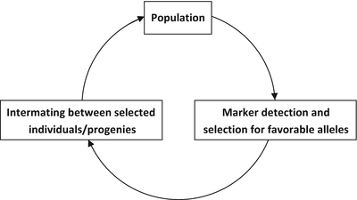 Molecular Marker-Assisted Breeding: A Plant Breeder’s Review | SpringerLink