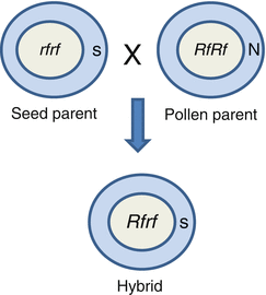 Conventional Plant Breeding Principles and Techniques | SpringerLink