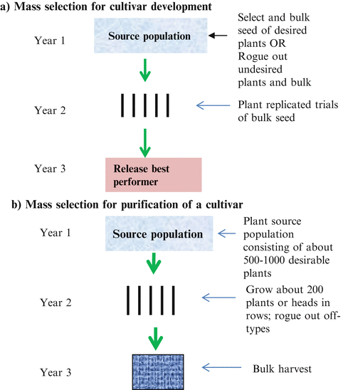 Conventional Plant Breeding Principles and Techniques | SpringerLink