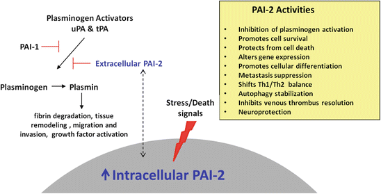Plasminogen Activator Inhibitor Type-2 (PAI-2)/SerpinB2: A Unique ...