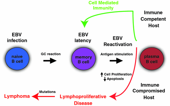 The Role of EBV in the Pathogenesis of Diffuse Large B Cell Lymphoma ...