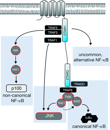 The Latent Membrane Protein 1 (LMP1) | SpringerLink