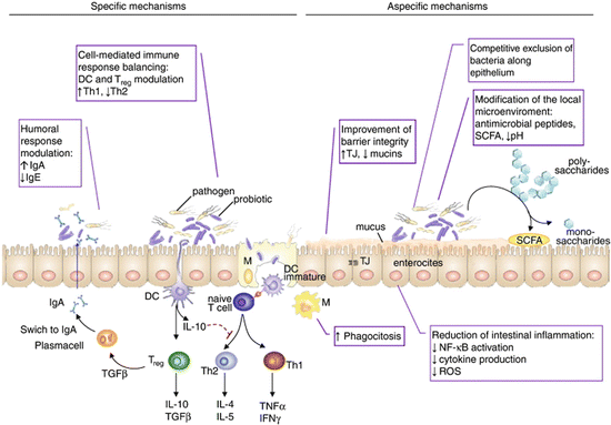 Immune Modulation by Probiotics | SpringerLink