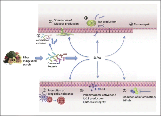 SCFA Producing Gut Microbiota and its Effects on the Epigenetic ...