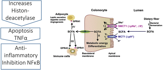 SCFA Producing Gut Microbiota and its Effects on the Epigenetic ...