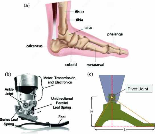 A Cable-Pulley Transmission for Ankle Joint Actuation in Artificial Leg ...